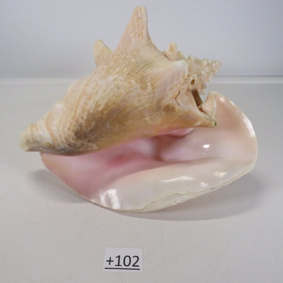 natural | Accents | Large Real Conch Sea Shell 9 X 7 Wide 75 Tall Has ...